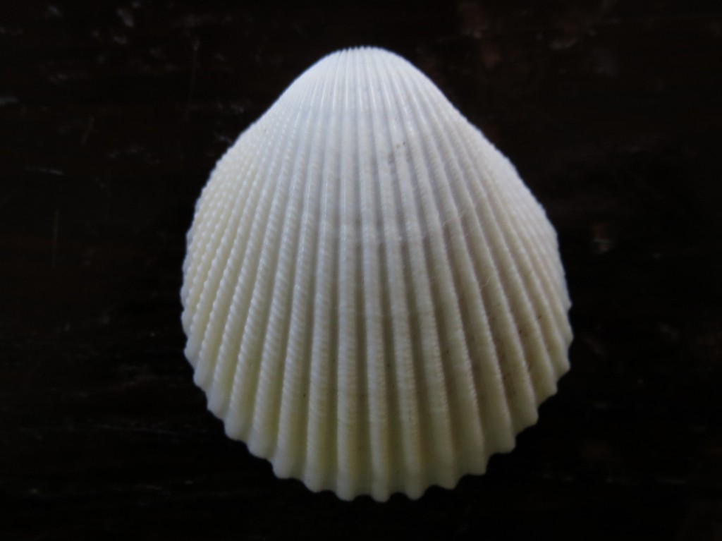 The Symbolism of the Shell | Graceful Gaines