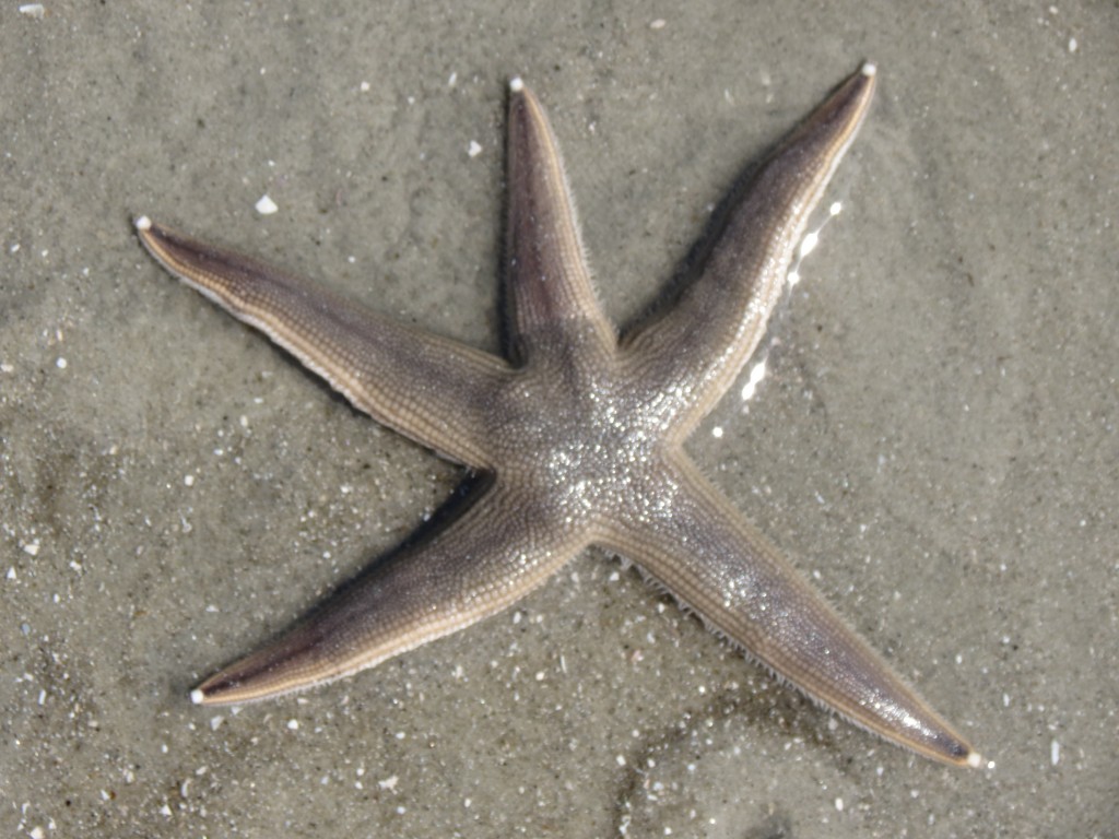 Regeneration-Lessons from a Starfish | Graceful Gaines