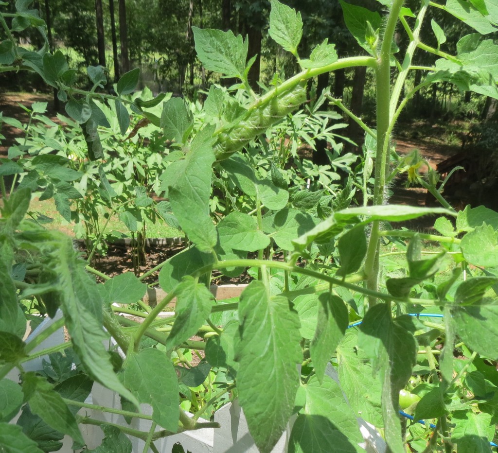 Crushing the Soul Worms | Graceful Gaines