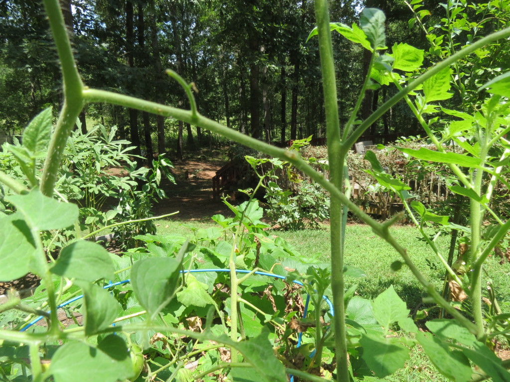 Crushing the Soul Worms | Graceful Gaines