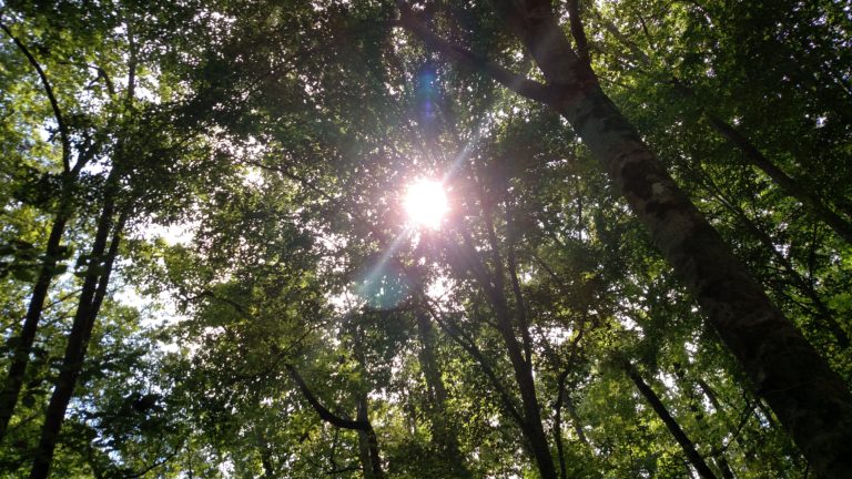 The Light Changes Everything | Graceful Gaines