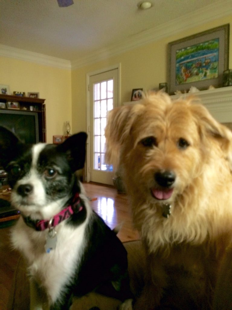 Piper Lessons | Graceful Gaines